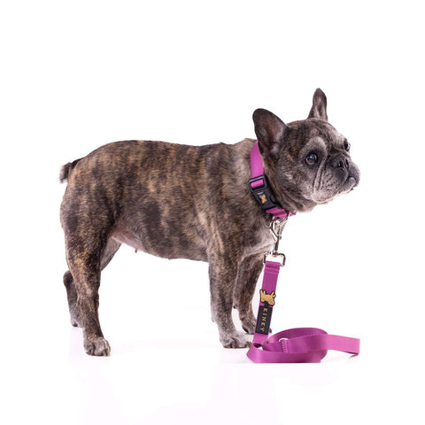 TRAÍLLA BÁSICA BERRY – Kinky Mascotas